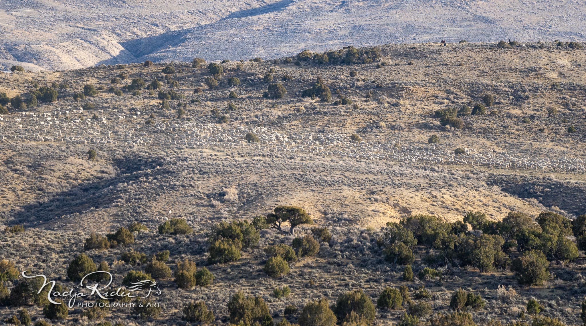 Wild Horses of Sand Wash Basin in northwest Colorado