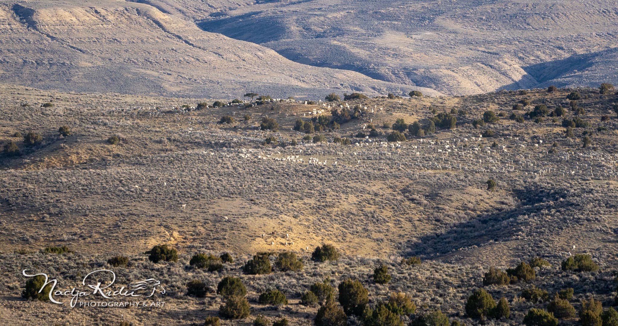 Wild Horses of Sand Wash Basin in northwest Colorado
